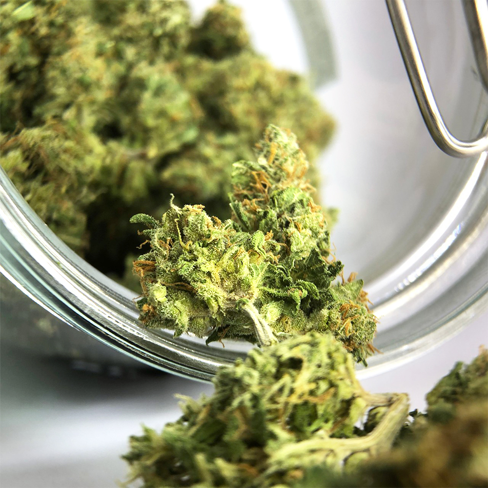 สายพันธุ์กัญชา Blueberry Cheese Cake - Sativa hybrid