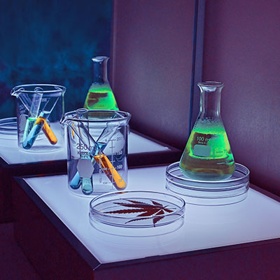 What are the 3 main solvents used to extract cannabis